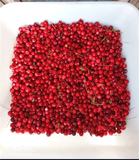 Продам клюкву цена 130 руб 2025 Продукты Пермь • Фермеры и Садоводы ВКонтакте