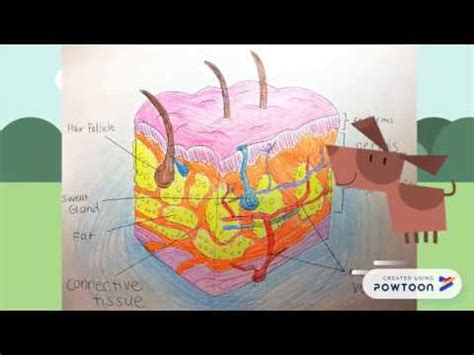 Layers Of Skin Epidermis [easy Mnemonic And Labels Animation] Youtube