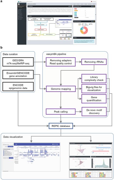 Recent Development Of Computational Methods In The Field Of Epitranscriptomics Springerlink