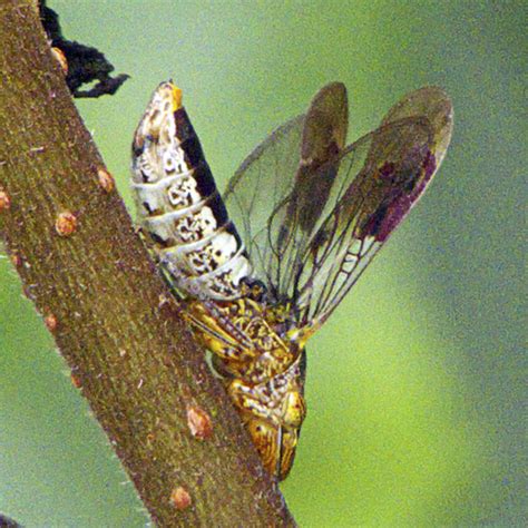 Glassy Winged Sharpshooter Homalodisca Vitripennis Bugguidenet