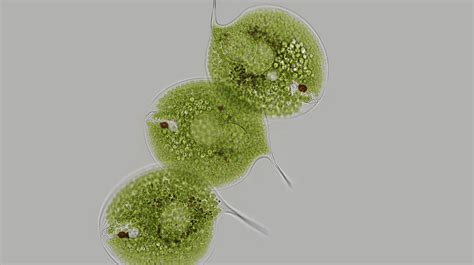 Phacus Bloom Thai Microcosmos