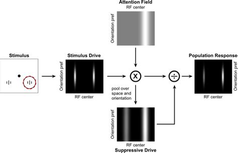 Reynolds And Heeger Divisive Normalization Model Of Attention Download Scientific Diagram