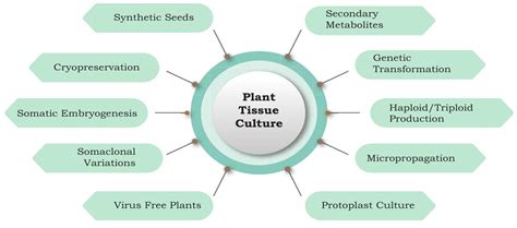 Sathee Chapter 07 Plant Tissue Culture