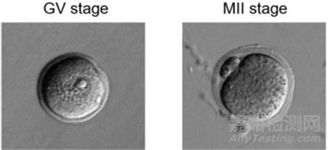 解密卵母细胞体外成熟（ivm）检测资讯嘉峪检测网
