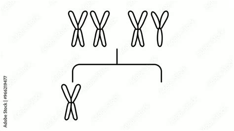 X And Y Chromosome Animation Xy Sex Determination System Animated