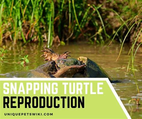 Snapping Turtle Reproduction Everything You Should Know