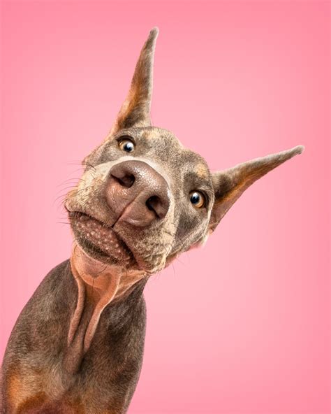 سگ‌های سوپراستار؛ تصاویر برگزیده مسابقه عکاسی از سگ‌ها ۲۰۲۴ کجارو