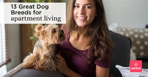 What Big Dog Breeds Are Good For Apartments