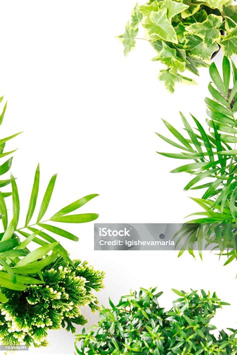 열 대 잎과 텍스트에 대 한 공간을 가진 흰색 배경에 식물 평면도 평 신도 개념에 대한 스톡 사진 및 기타 이미지 개념 관광객 구도 Istock