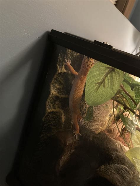 My new leopard gecko, Hummus! : r/leopardgeckos