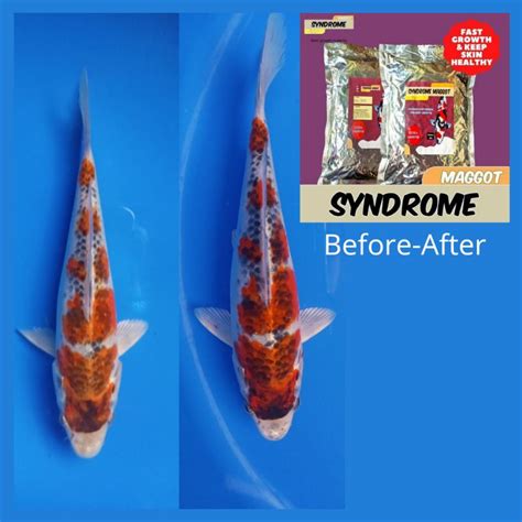 Harga Syndrome Maggot Terbaru Jun 2025 Biggo Indonesia