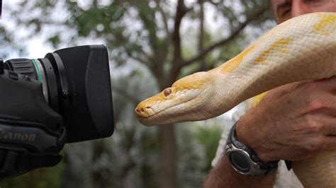 Biggest Burmese pythons caught in Florida Challenge in Everglades