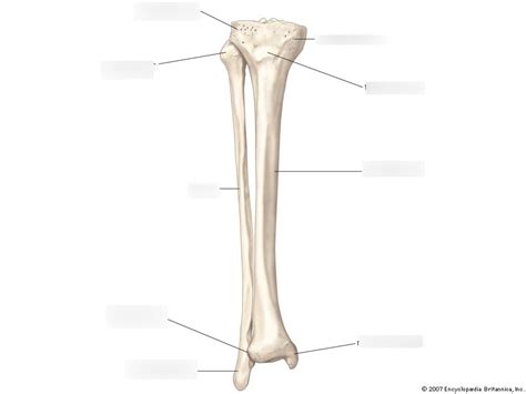 A P Fibula And Tibia Bone Labeling Diagram Quizlet A P Fibula And Tibia Bone Labeling Diagram Quizlet
