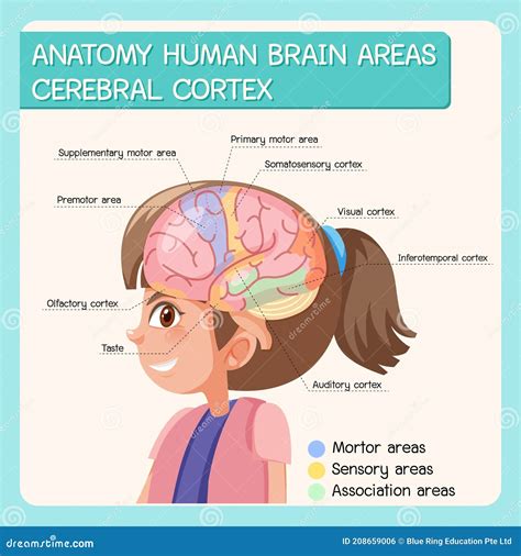 Anatomy Human Brain Areas Cerebral Cortex With Label Stock Vector Illustration Of Girl Frame