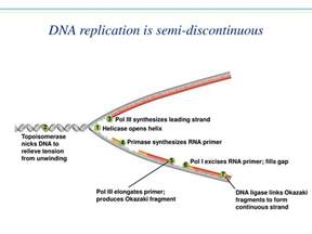 PPT DNA Synthesis PowerPoint Presentation Free Download ID