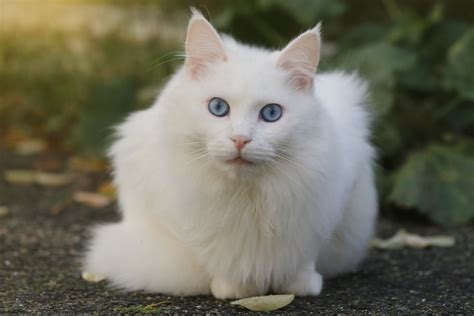 Turkish Angora Cat Breed