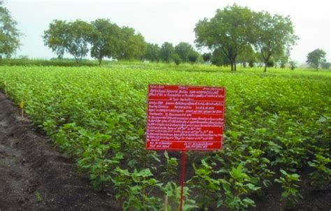 Different Chemicals For Foliar Plant Nutrition Download Scientific