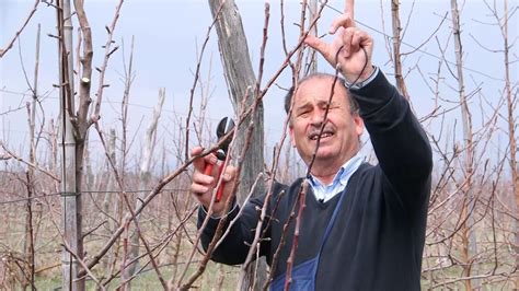 ვაშლის ინტენსიური ბაღის გასხვლა Youtube