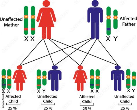 X Linked Dominant Inheritance Science Design Colored Symbols Vector