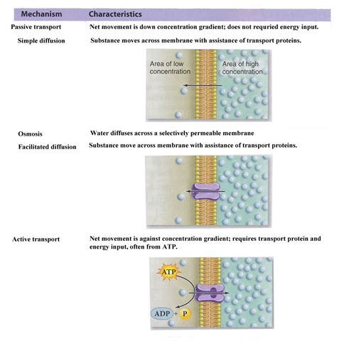 How Are Diffusion Osmosis And Active Transport Similarities Morelasopa
