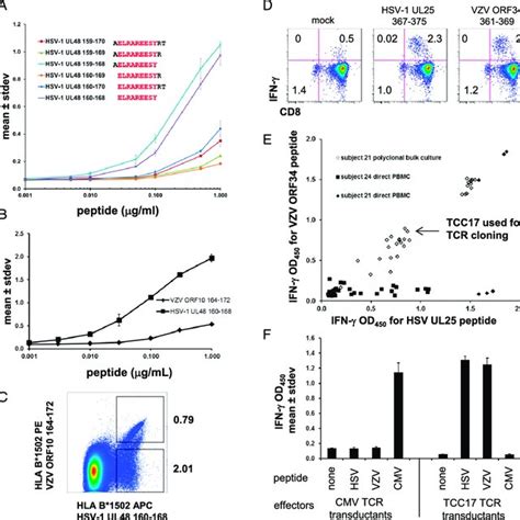 Cross Reactive Cd8 T Cell Epitopes A Definition Of Minimal Epitope Download Scientific