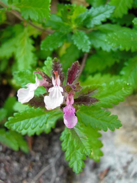 Creeping Germander Teucrium Chamaedrys Pro Status