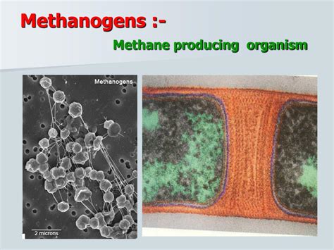 Ppt Topic General Characteristics Of Extremophiles Powerpoint Presentation Id 6391948