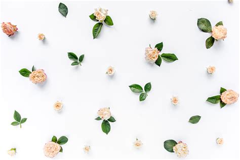 장미와 카네이션 가지 흰색 배경에 꽃 무늬로 만든 질감 아파트 는 누워 최고 전망 발렌타인 데이에 대한 배경 0명에 대한 스톡