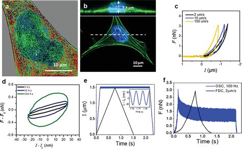 Nanorheology And Nanoindentation Revealed A Softening And An Increased Viscous Fluidity Of