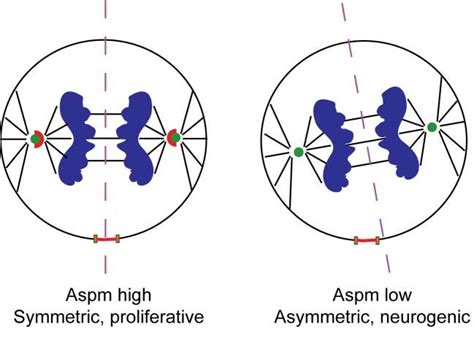 Model Of Aspm Function In Mammalian Ne Cells A Schematic Diagram Of Ne Download Scientific