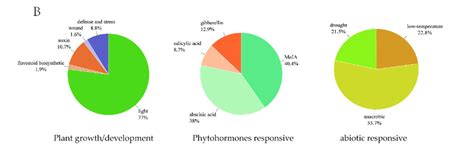 Cis Acting Elements In The Myb Promoter Region Of Rhododendron