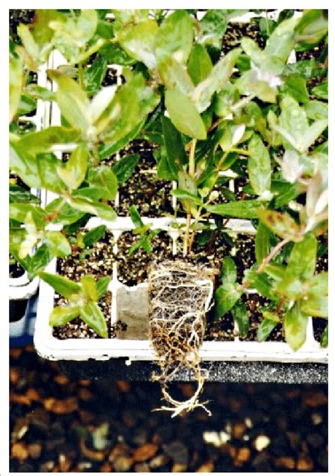 Root Coiling In A Cell With No Provision For Root Pruning Note The