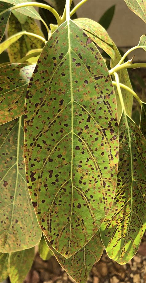Avocado Plant Leaves Brown Edges
