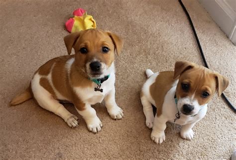 Jack Russell Terrier Puppies For Sale Dorchester Boston Ma 323212