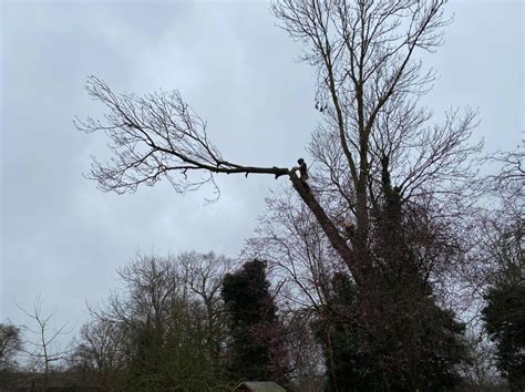 Origin Tree Surgery Added A New Photo Origin Tree Surgery