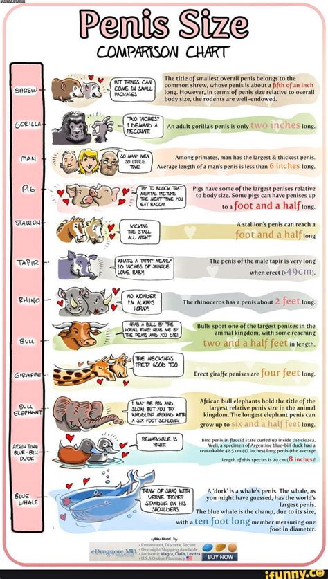 Penis Size COMPARISON CHART The Title Of Smallest Overall Penis Belongs To The Common Long