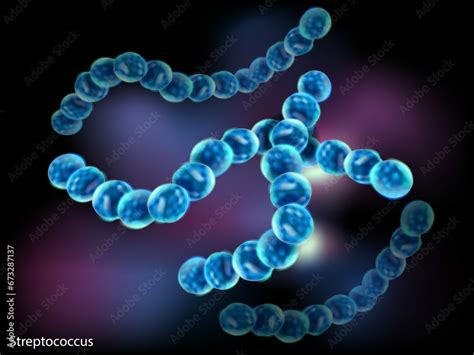 Vector Illustration Of The Streptococcus Gram Positive Coccus Or Spherical Bacteria