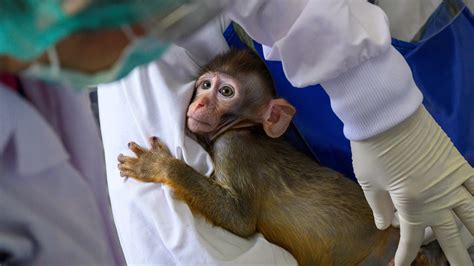 What Do We Owe Lab Animals The New York Times