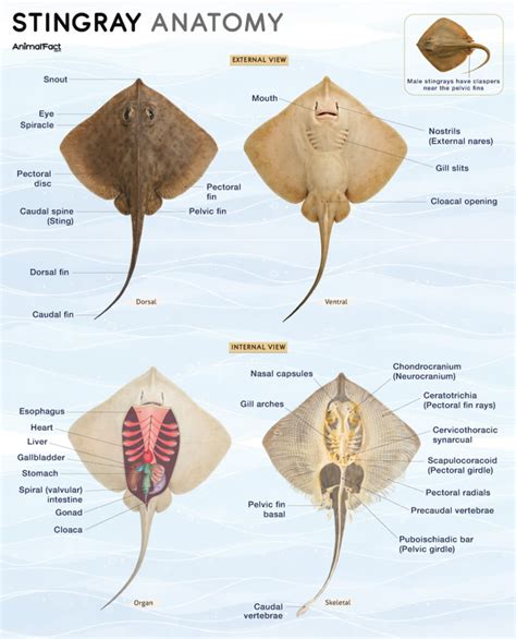Stingray Types Anatomy Habitat Diet Life Cycle And Pictures