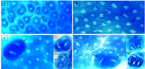 Top View Of The Counter Mesenteric Margin Portion Of The Proximal Colon Download Scientific