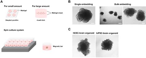 Matrigel Embedding Culture And Morphology Of Early Stage Brain Download Scientific Diagram