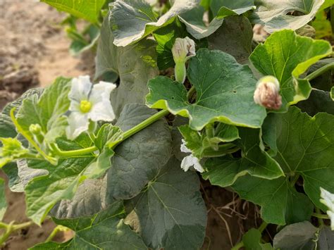 Labu Botol Lapangan Foto Gratis Di Pixabay