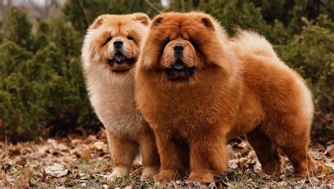 Chow Chow Dog Breed Profile Top Dog Tips