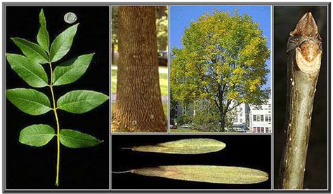 Virginia Tree Identification Flashcards Quizlet