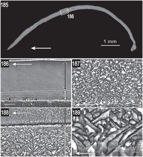 Shell Microstructure Of Protobranchia Mollusca Bivalvia Diversity