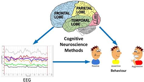 Cognitive Neuroscience Methods Download Scientific Diagram