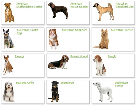 Dog Pictures And Breeds Dog Breeds