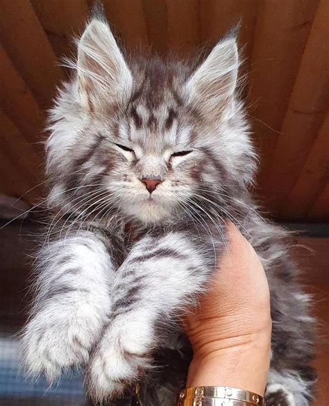 How To Adopt Maine Coon Cat At Patricia Burns Blog