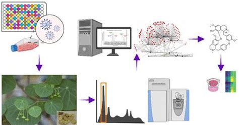 Modulation Of In Vitro SARS CoV 2 Infection By Stephania Tetrandra And