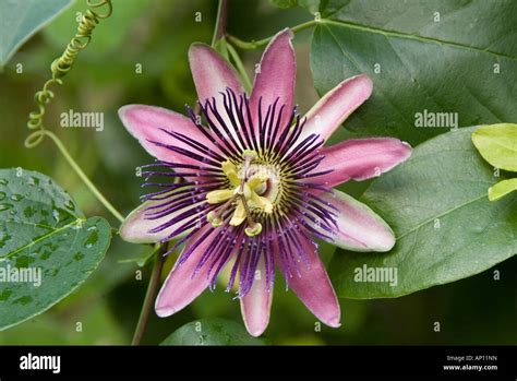 Passiflora Violacea Passion Flower Single Bloom Landscape Large